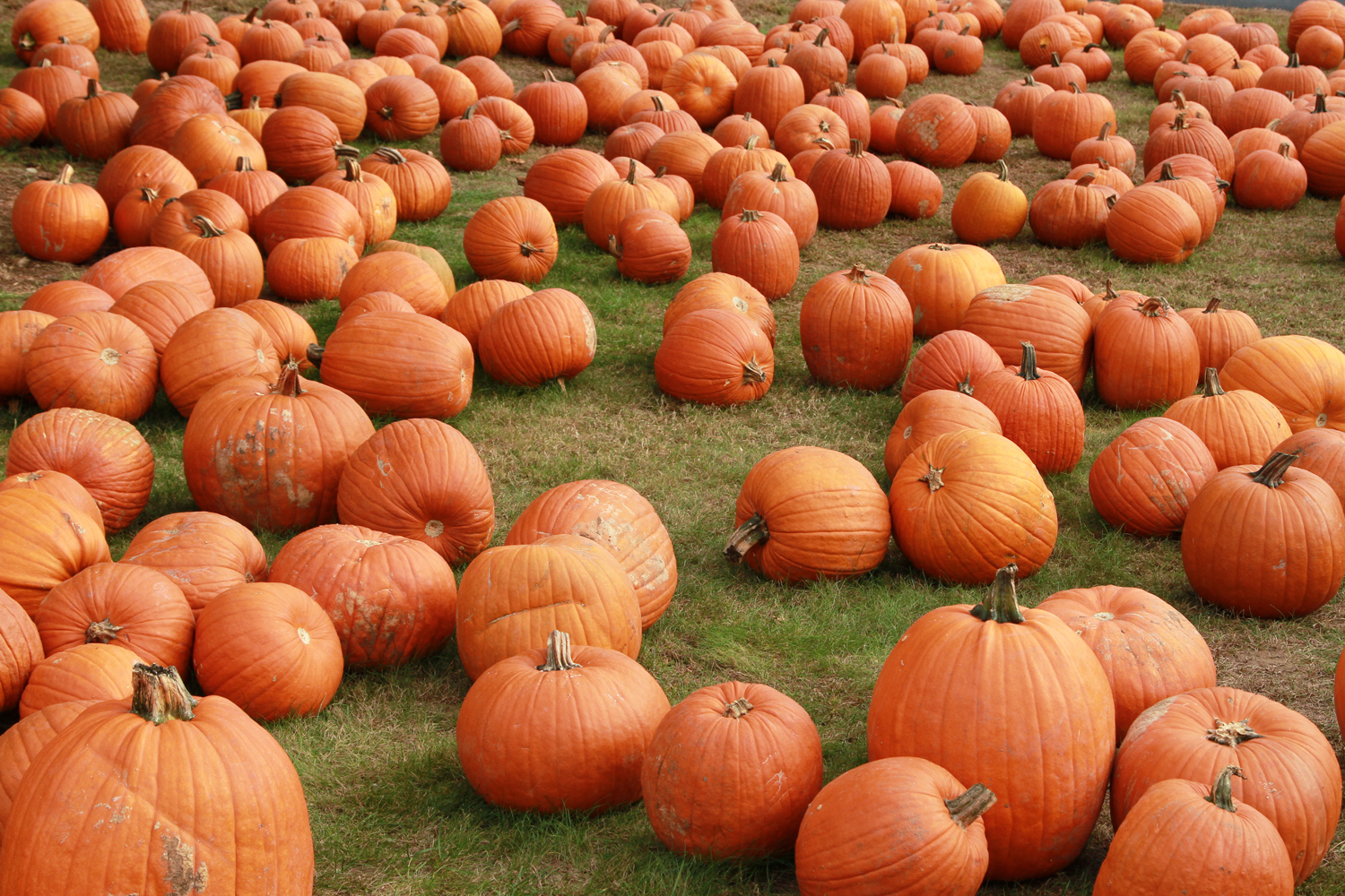 Pumpkins are coming! – St. Mark's Episcopal Church